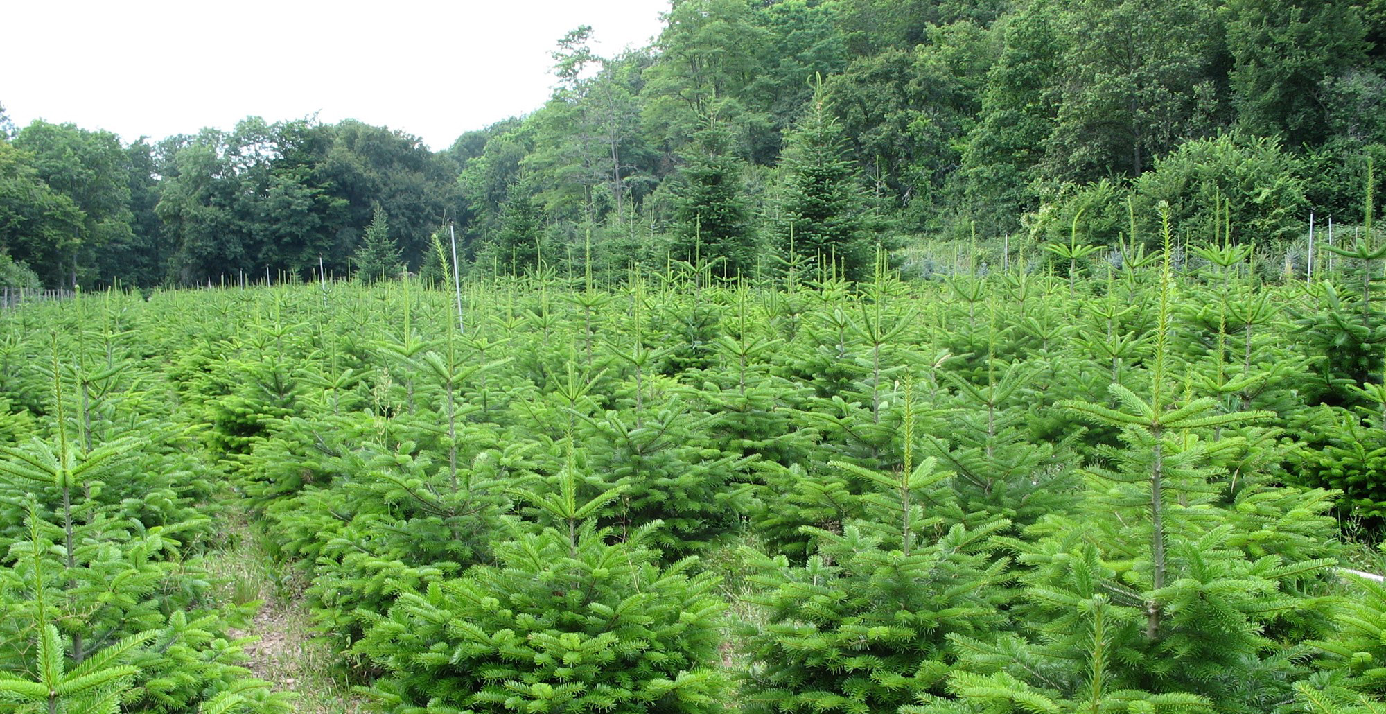 Pépinière Forestière Lechapt, Pépinière Forestière Bas Rhin, Pépinière ...